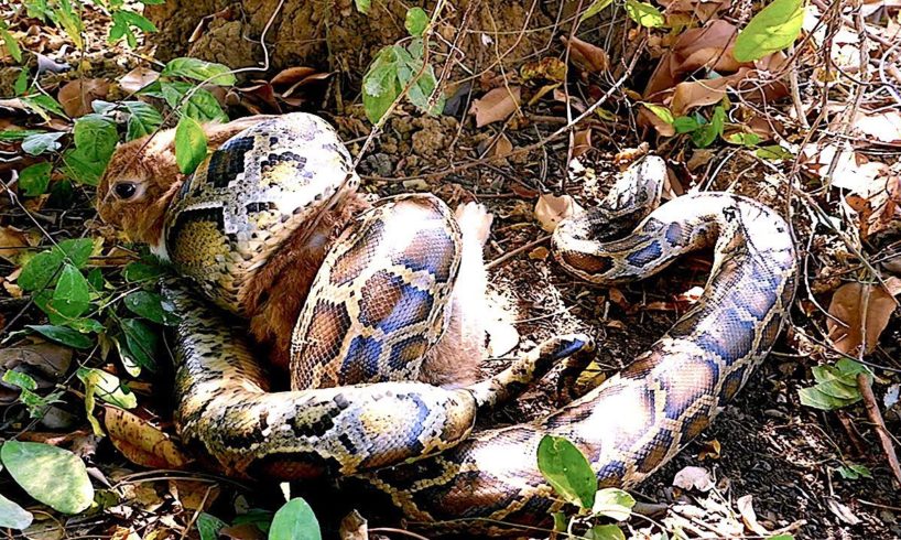 primitive man save rabbit from python – amazing wild animal attacks ...